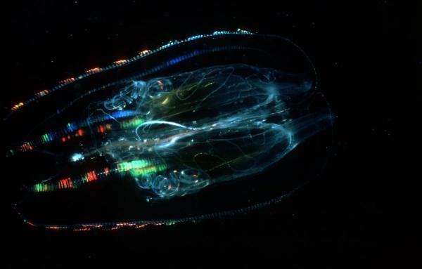 Drifting Aliens of Inner Space | Ocean Futures Society